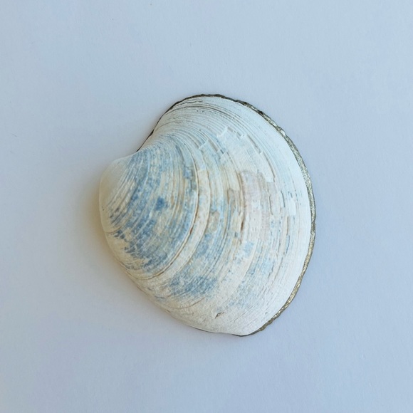 Hand Crafted | Accents | Handmade Clam Shell Ring Dish With Blue Flower ...